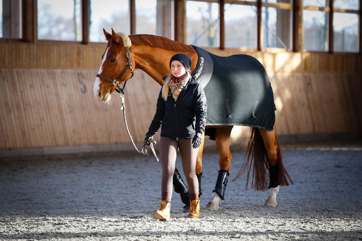 Team um die Pferde - Freiberger Hof, Zucht und Verkauf von ...